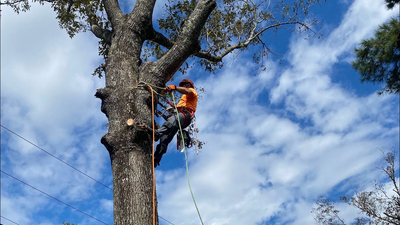 Louisiana Tree Pro, LLC - YouTube