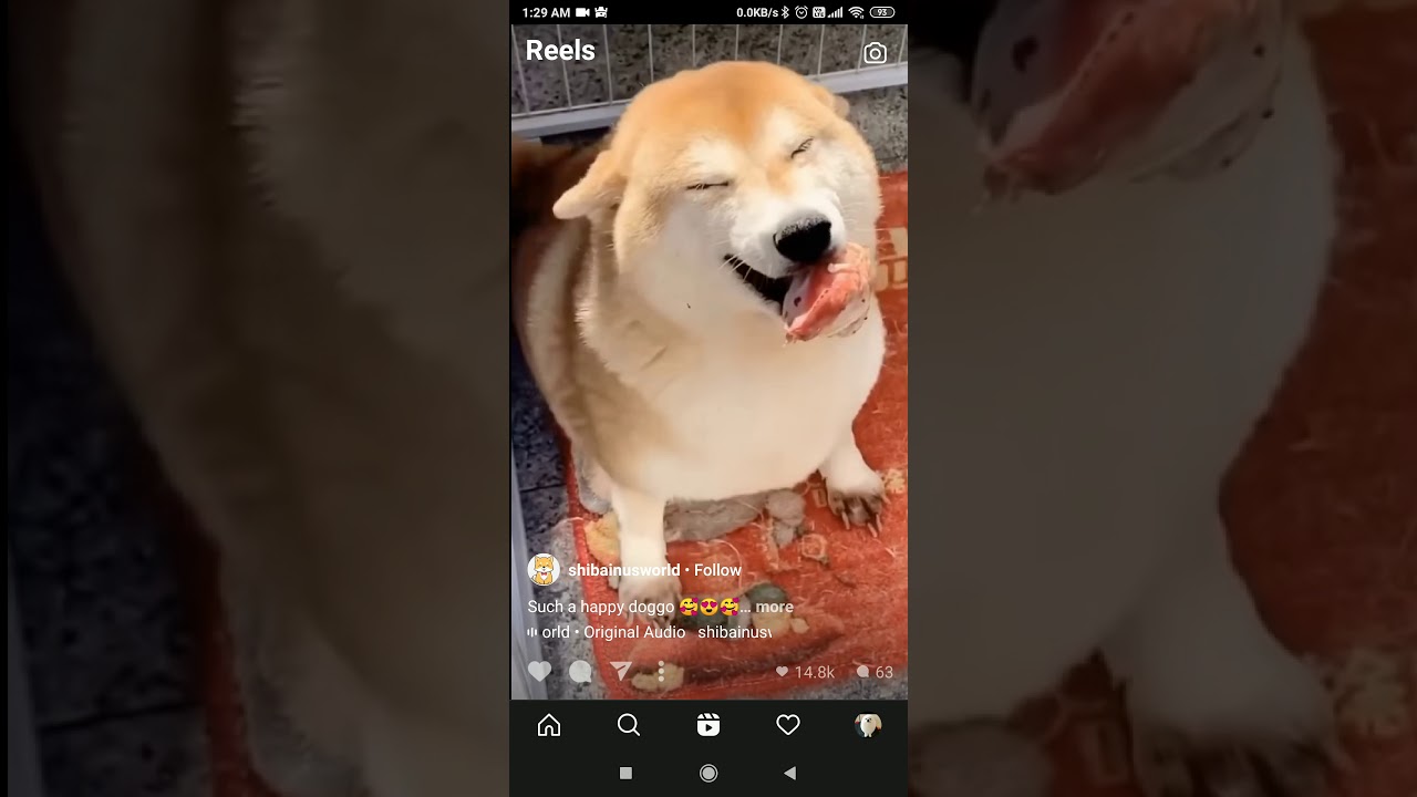 Happy Doggo Happy Shiba Happy Shober - YouTube
