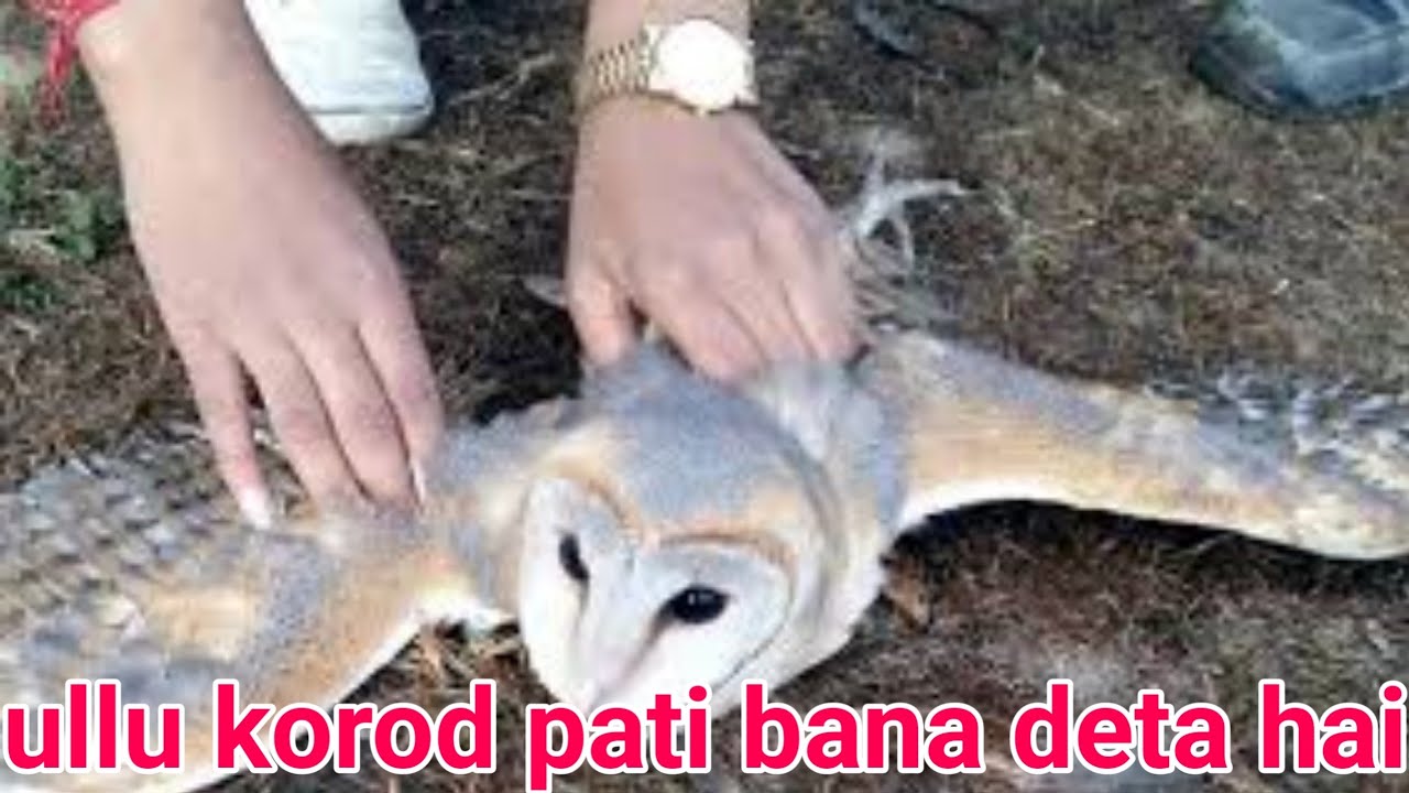 ullu ka tantra prayog dhan prapti upay - YouTube