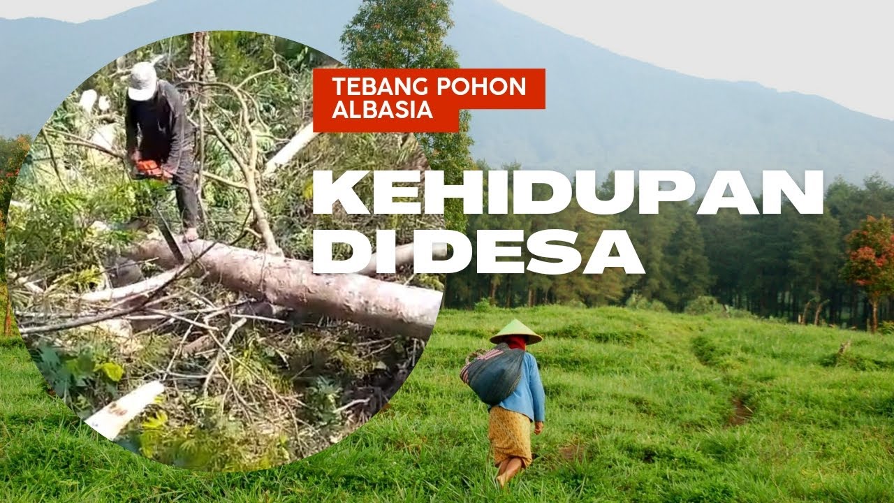 cara tebang pohon Albasia yang aman - YouTube