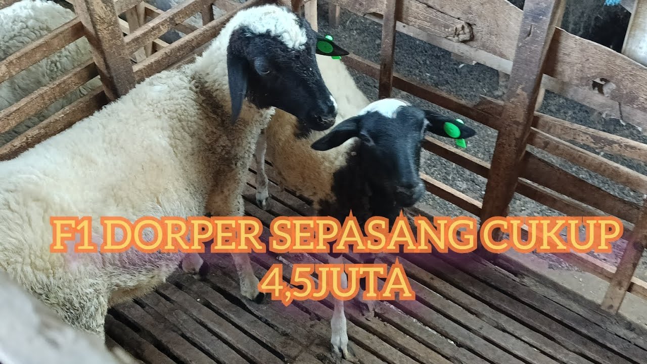 F1 DORPER SEPASANG CUKUP 4,5JT @GALERI-KAMBING-DOMBA-NGANJUK - YouTube
