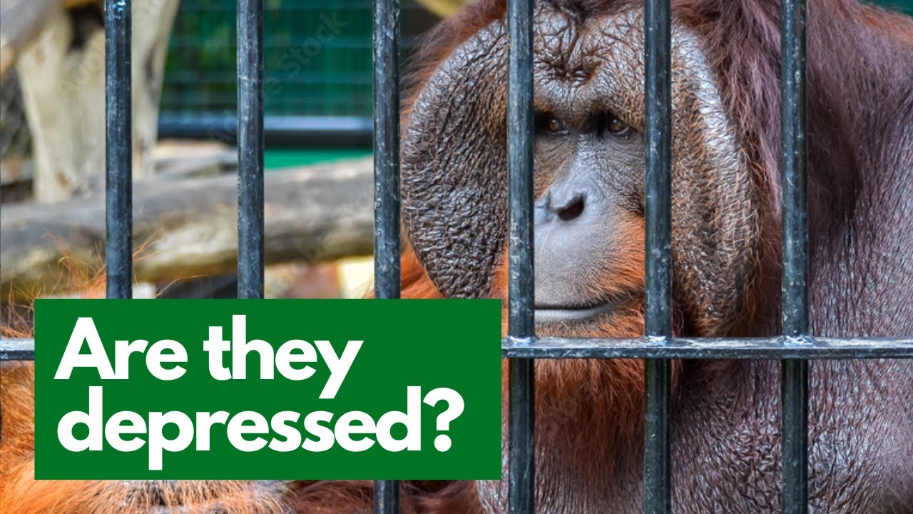 How to Assess & Improve Welfare of Zoo Animals [Ecochat] - YouTube