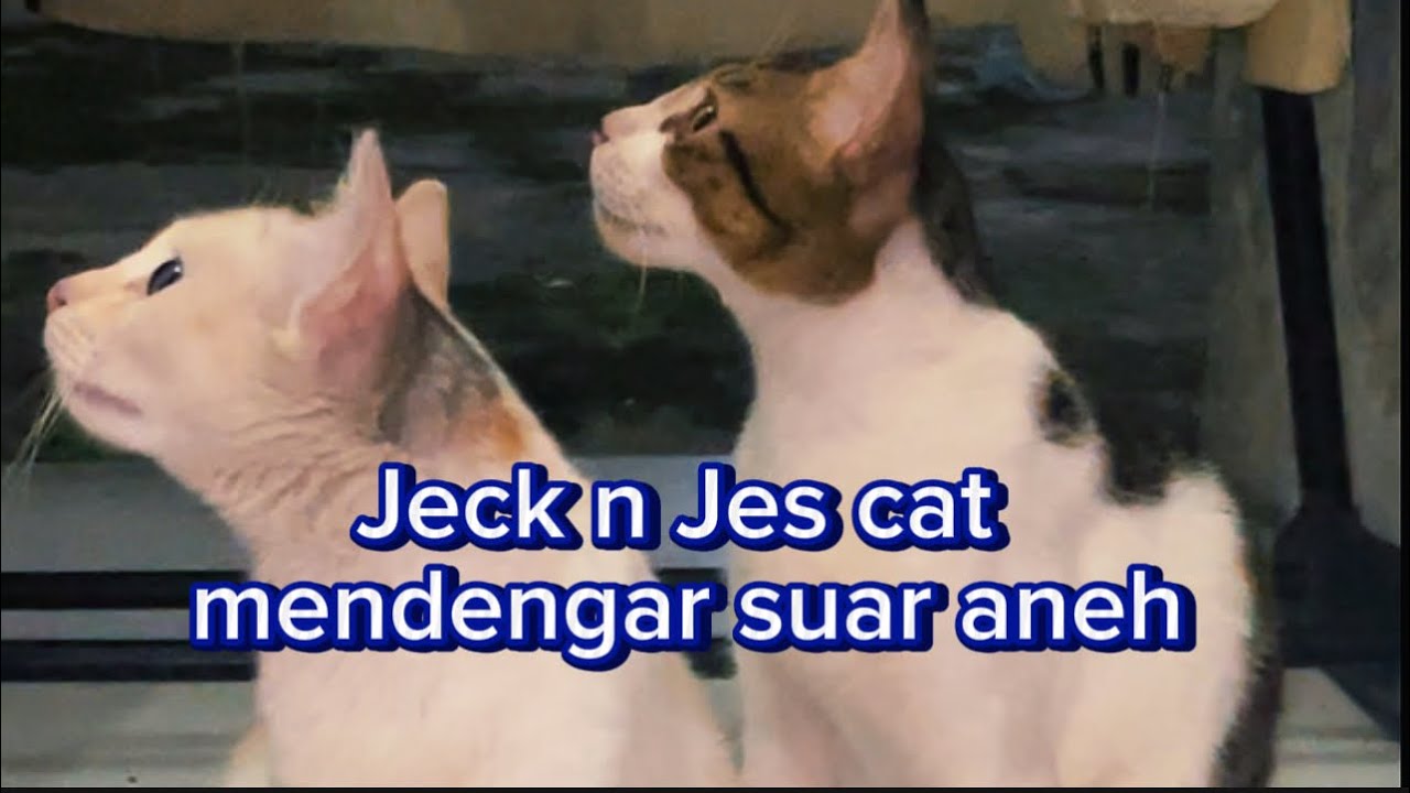 Jeck n Jes cat memdengar suara aneh - YouTube