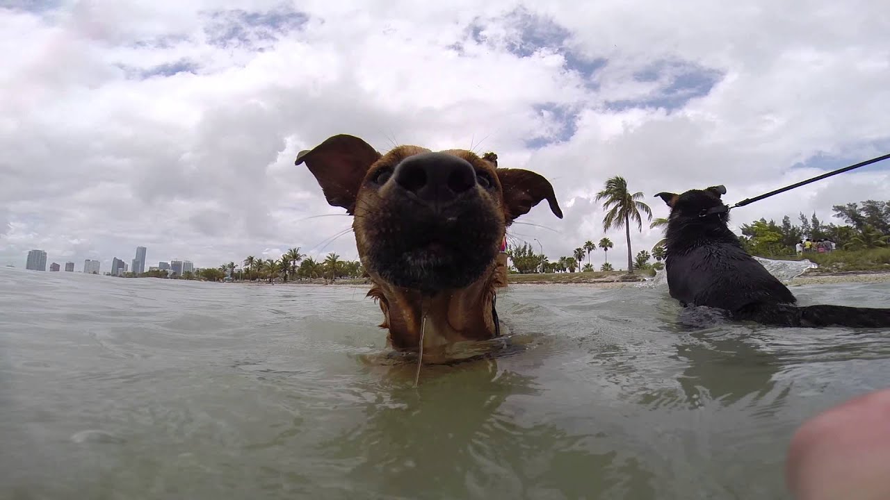 Key Biscayne Dog Beach - YouTube
