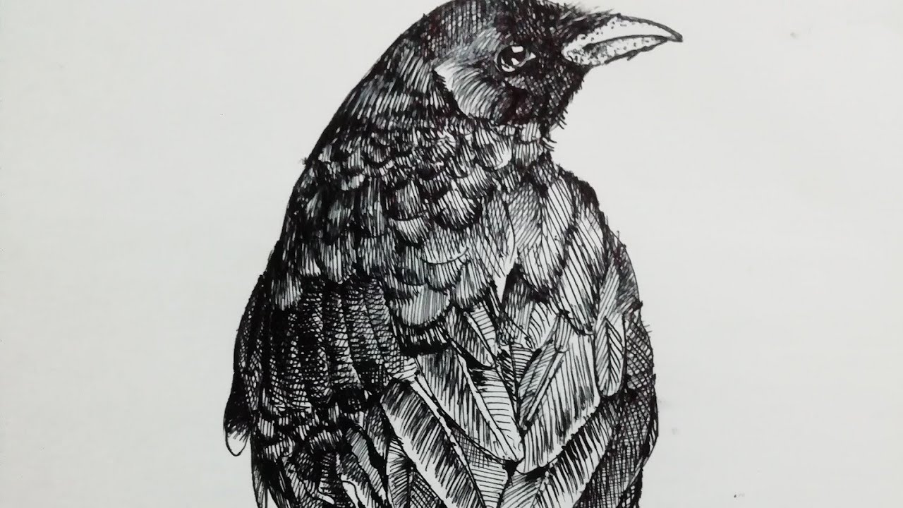 CROW pen stroke drawing - YouTube