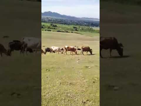 Kirofqa (mameyi) kendi