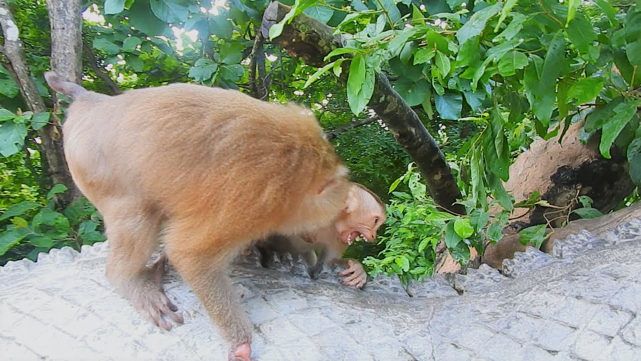 Monkey mother Rozy jumps to hug children but Rockstar wakes up screaming - YouTube