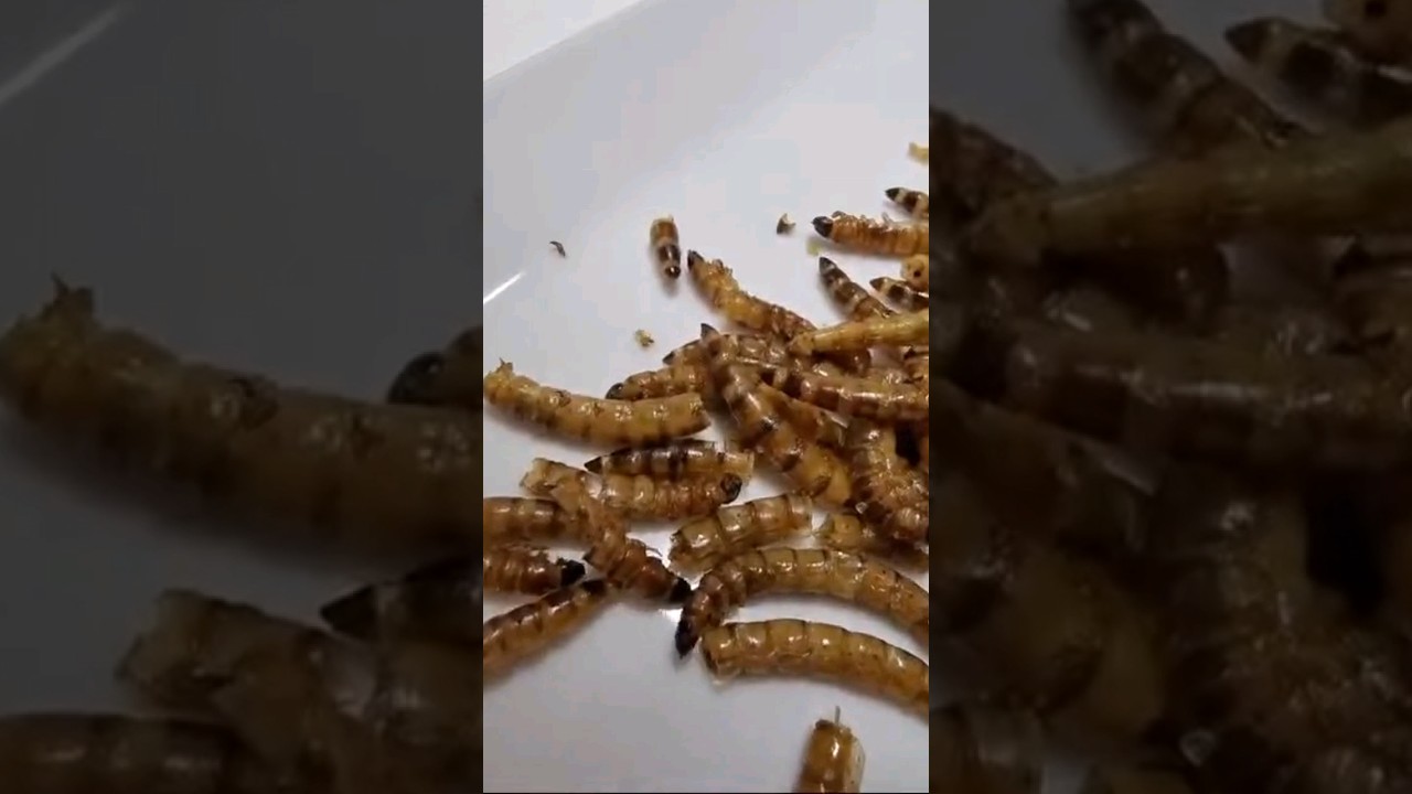 chichaworm #worms #protienrich #spicy #exotic #food #Bohol - YouTube