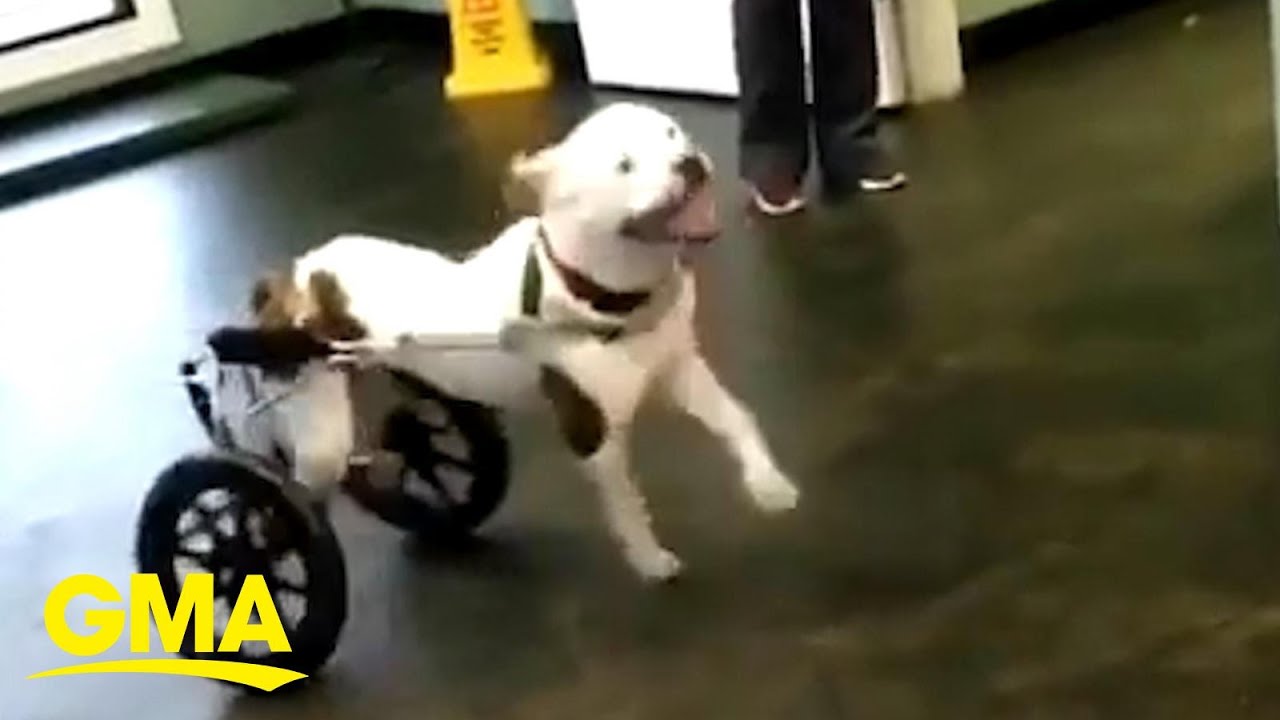 This dog ran with her wheelchair for the first time and living her best ...