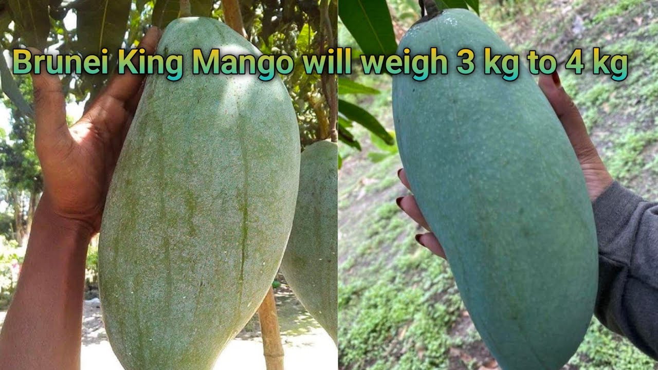 Brunei king mango ,big size mango farming Kolkata contact7029279400 ...