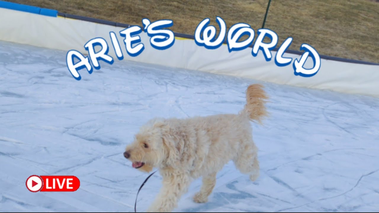 Arie's World is live! Let's go ice skating! ⛸️🐻 - YouTube