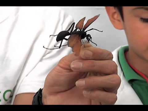Colección de insectos, de los principales atractivos del Inecol - YouTube