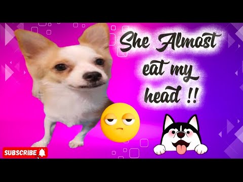conversation ng magkaibigan aso / chihuahua and askal (lucky and ...