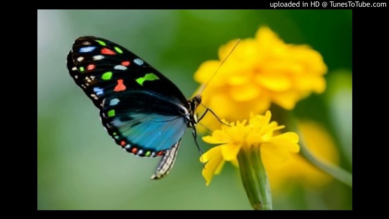 Badril Porviliyaayi Badreenghal Varavaayi - YouTube