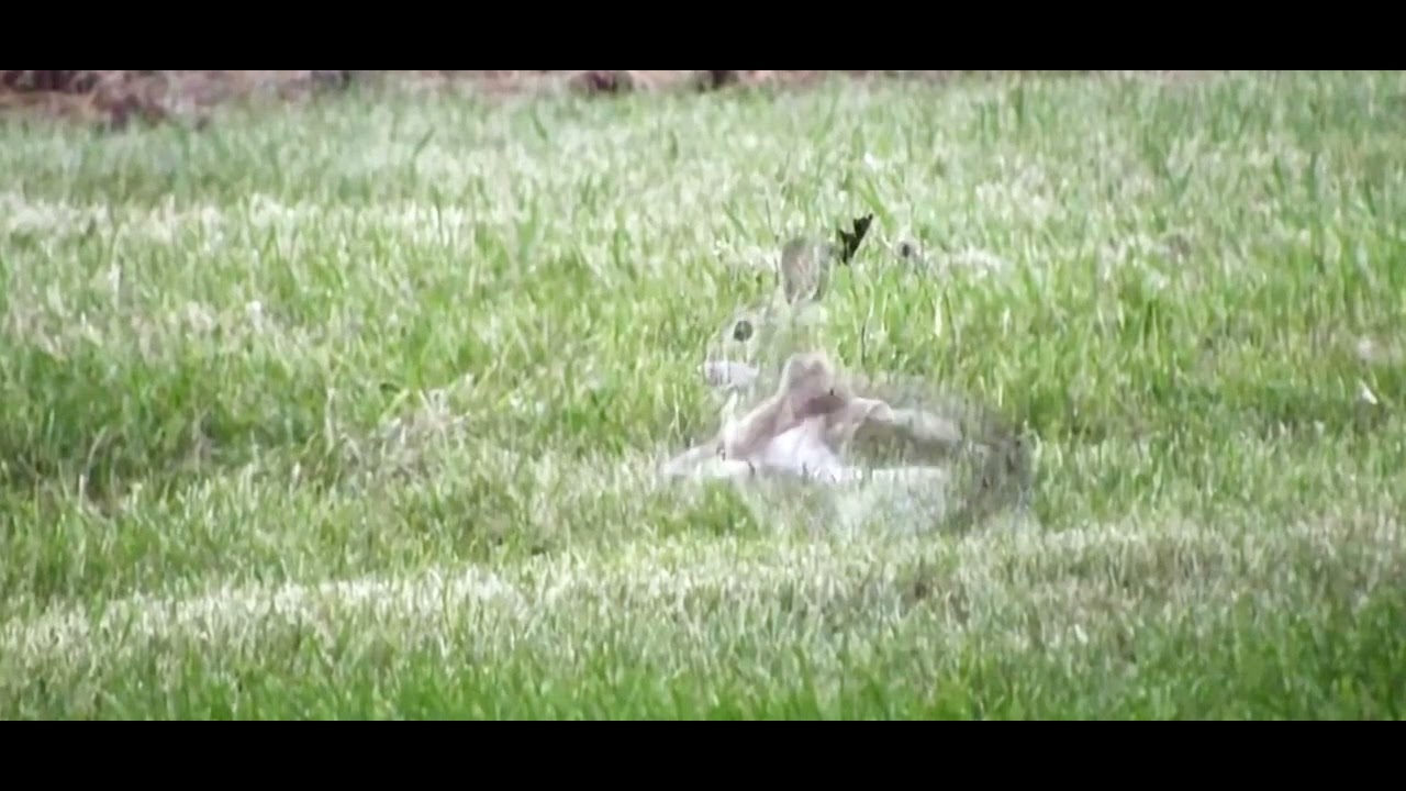 crossbow rabbit hunter - YouTube