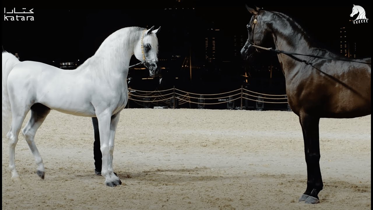 The legendary 👑 MARWAN AL SHAQAB⁣ & HIS BEST SONS 👑 at KIAHF 2022 - YouTube