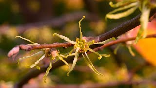 Lens of Time: Witch Hazels Take Flight | bioGraphic