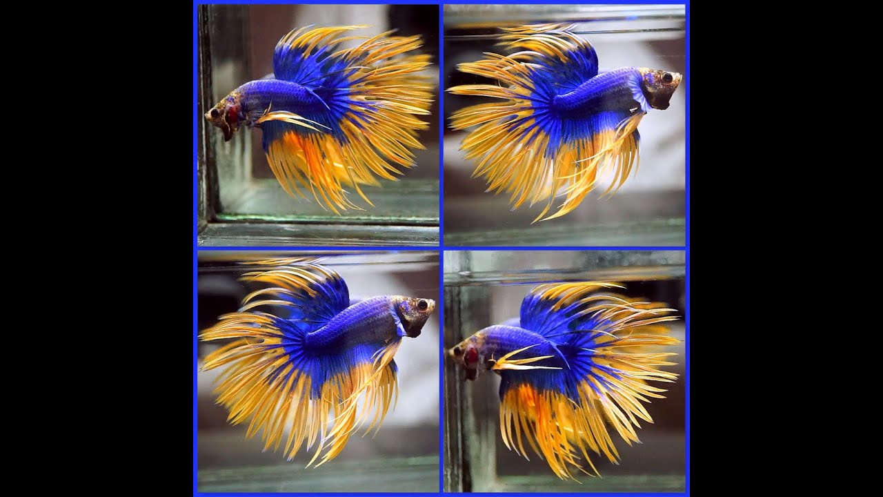 Betta Fish BLUE BUMBLEBEE Crowntail CT Male T276 - YouTube