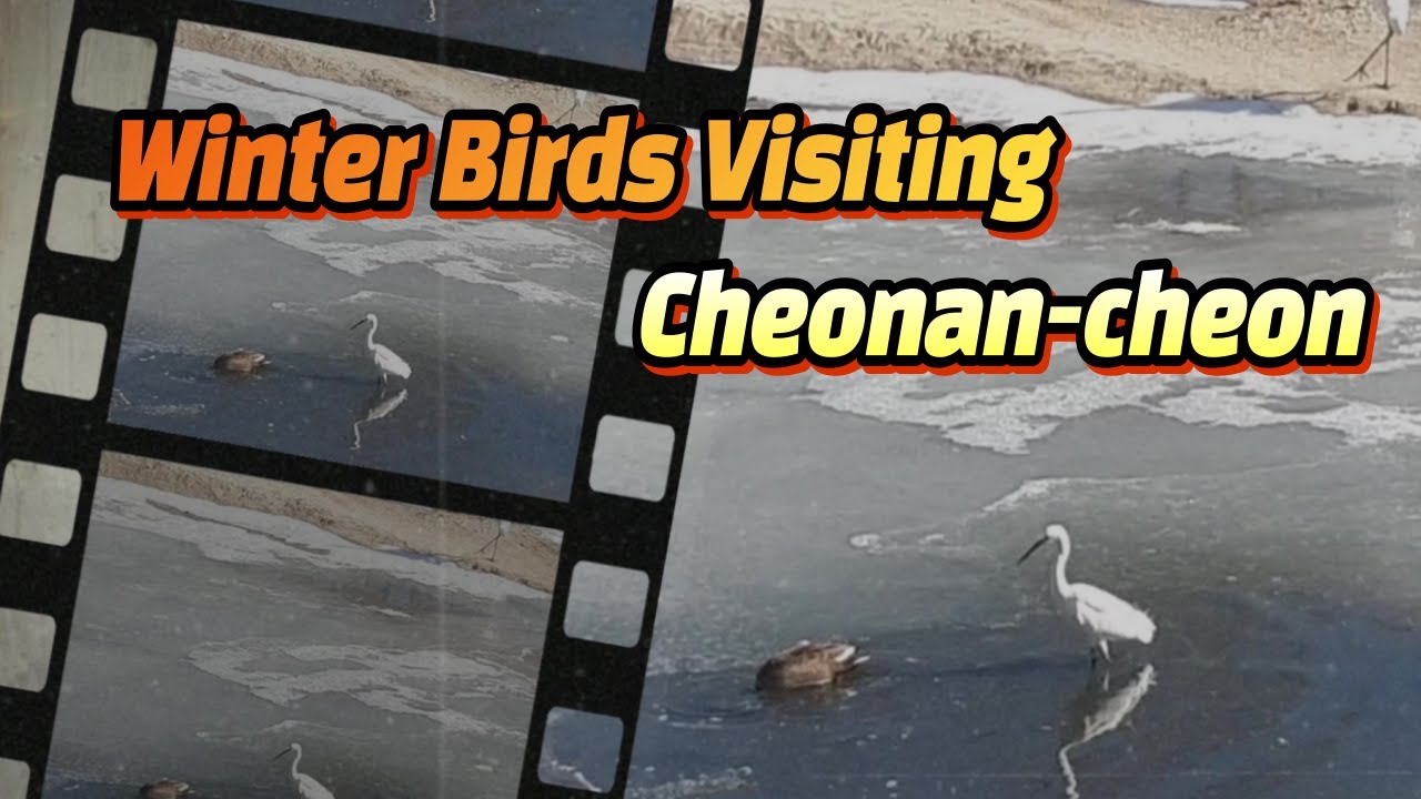 왜 겨울새는 천안천을 방문할까요? [ CC Eng / Kor ] Why do the winter birds visit the ...
