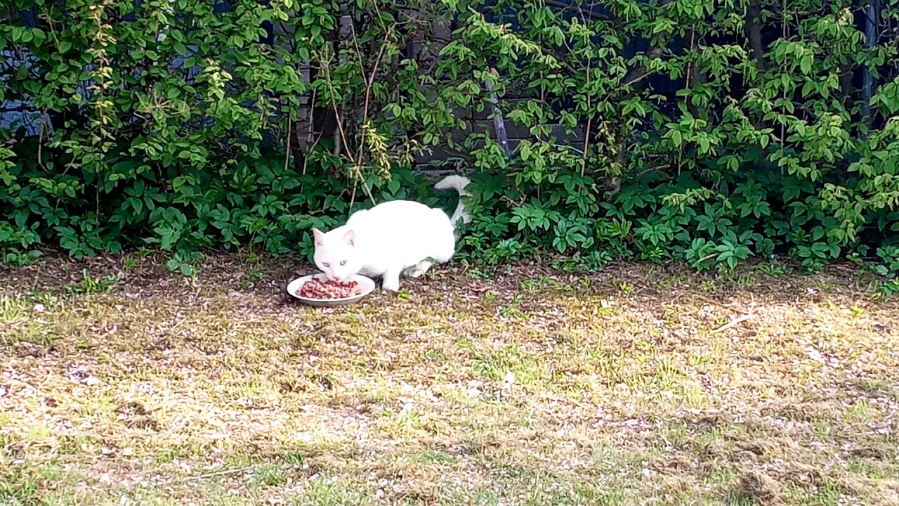 Hvid kat fodres 03-05-2020 - YouTube