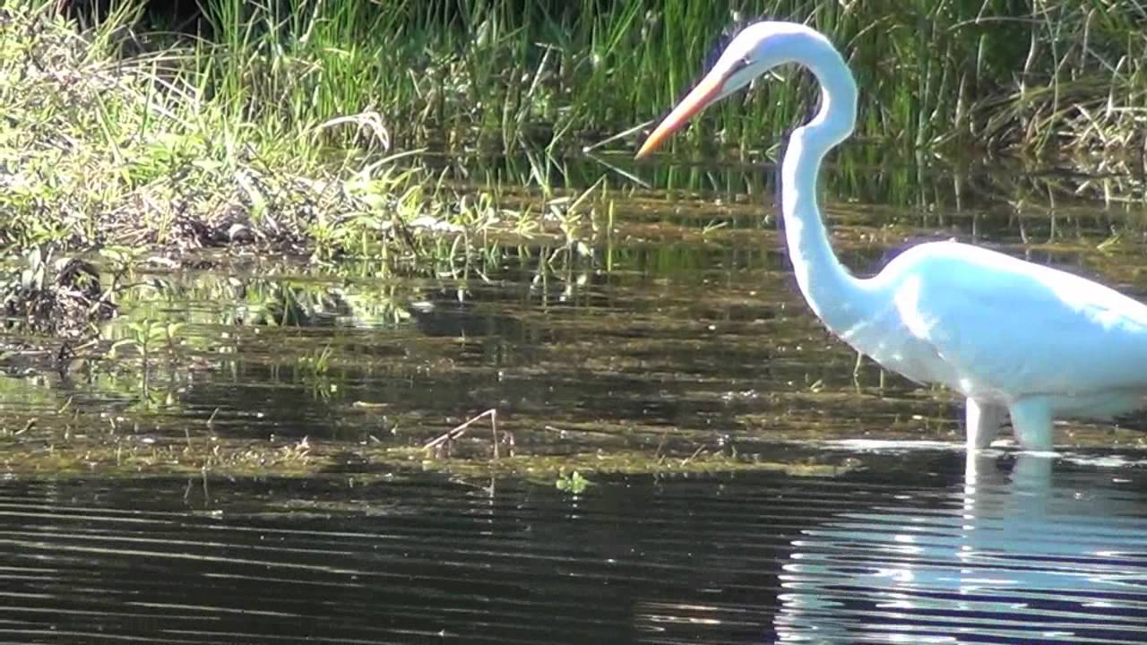 Giant White Swamp Bird - YouTube