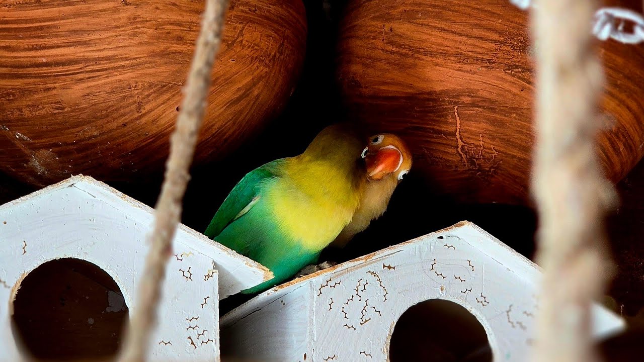 Live birds | budgies, pigeons, and love birds | birds livestream - YouTube