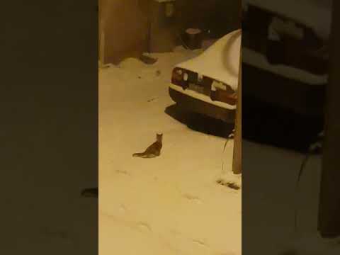 Kedi yağan karla oynuyor. Kedi karla ne güzel oynuyor. Yağan kar tanelerini tutmaya çalışıyor...