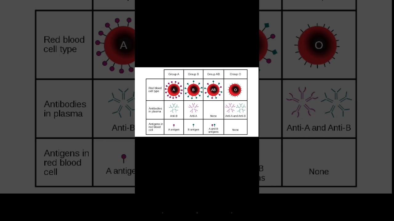 Blood grouping and cross matching part 1 - YouTube
