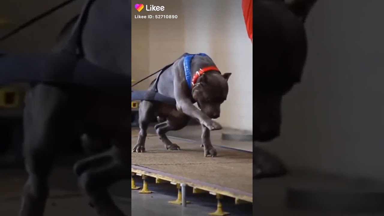 DOG 🐶🐕POWER 🔋💪 - YouTube