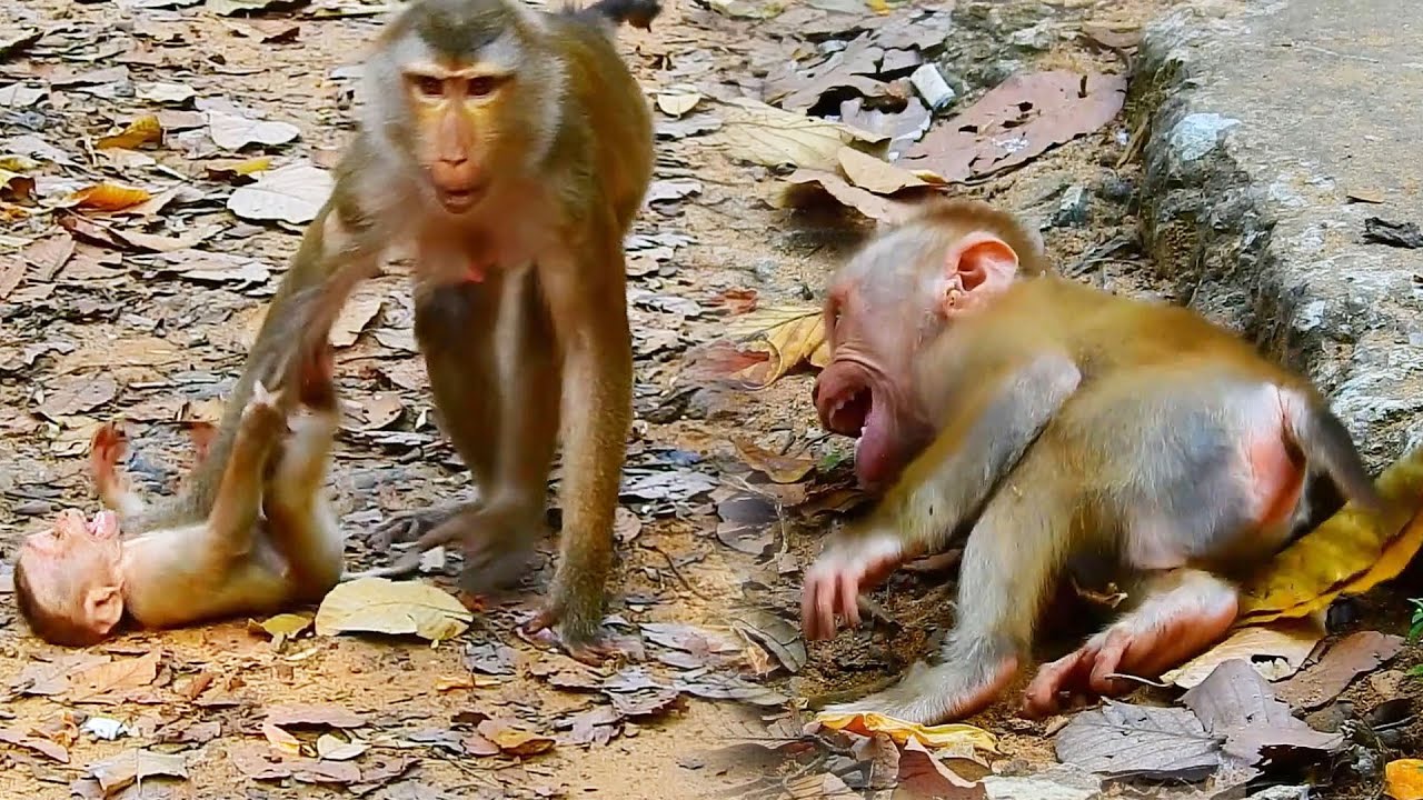 LOL! Baby monkey Leo make the most funny He intend to hug mom But Libby ...