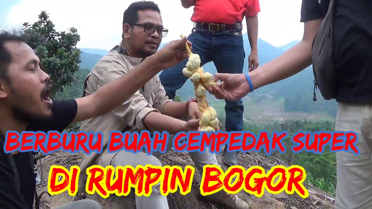 BERBURU BUAH CEMPEDAK SUPER MANIS RASA DURIAN DI RUMPIN BOGOR - YouTube
