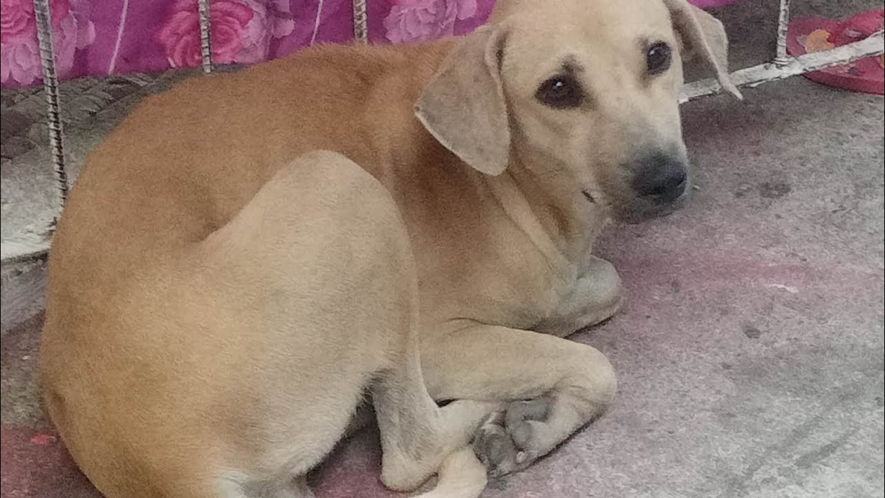 Abandon dog needs rescue - YouTube