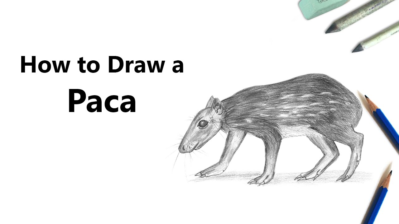 How to Draw a Paca with Pencils [Time Lapse] - YouTube