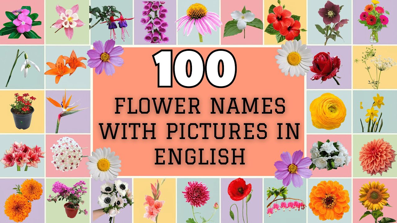 100 Flower Names with Pictures in English: A Beautiful Guide to Popular ...