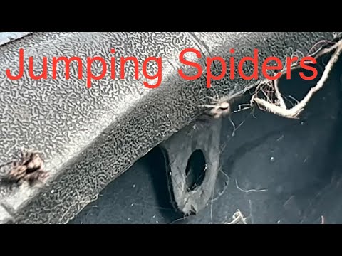 How fast are Jumping Spiders - YouTube