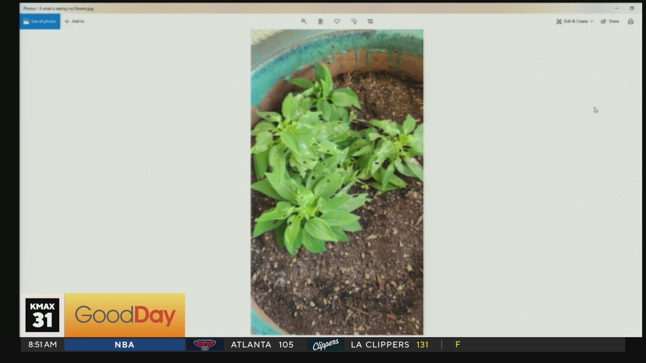 The Plant Lady (part 2) 8am - YouTube