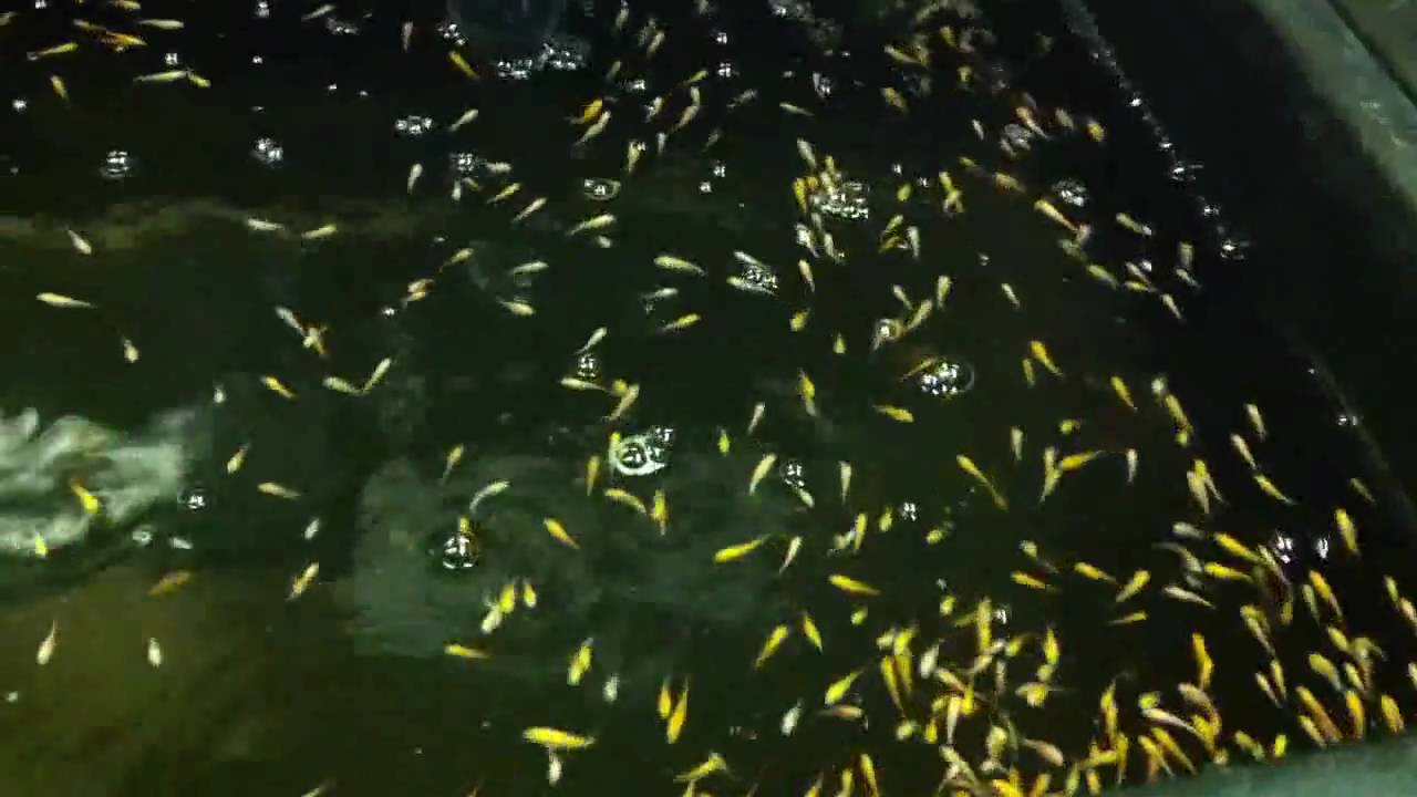 Koi Quarantine Tank - YouTube
