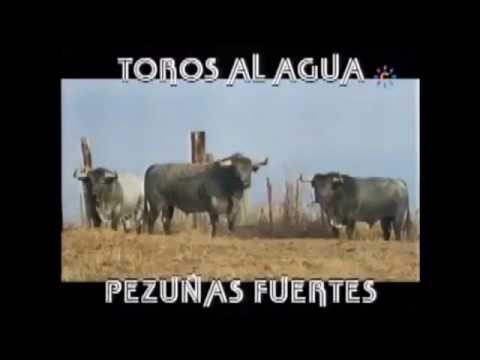 Toros Al Agua, Pezuñas Fuertes. - YouTube