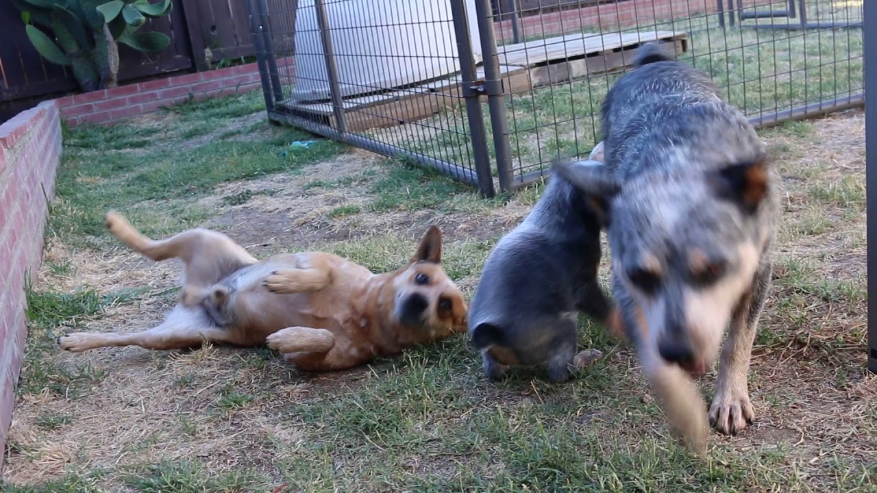 Weeks 6 Australian Cattle Dog Miniature Puppies Heeler Family Time ...