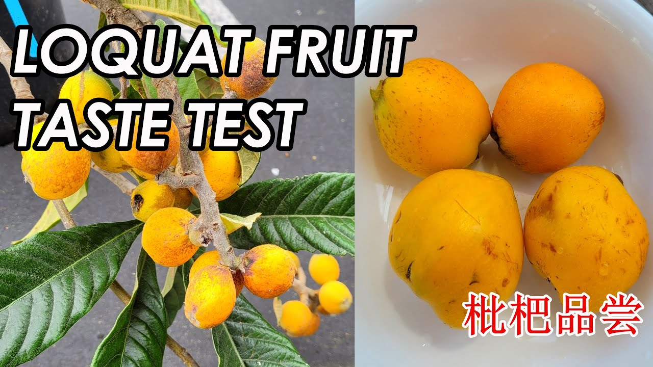Loquat Fruit Taste Test from My Air Layered Loquat Tree | Sweet and ...