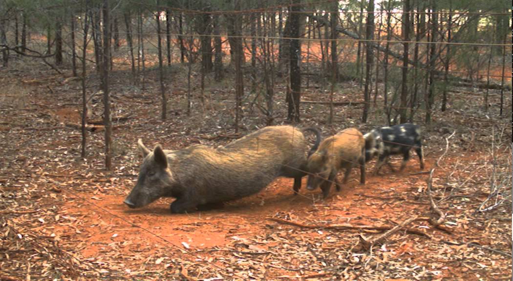 Choosing feral pig baiting sites: Part 1 Introduction - YouTube