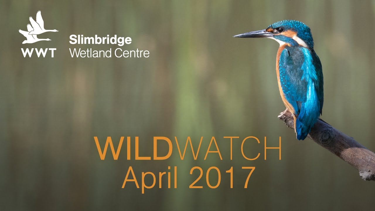 WWT WildWatch Slimbridge - April 2017 - YouTube