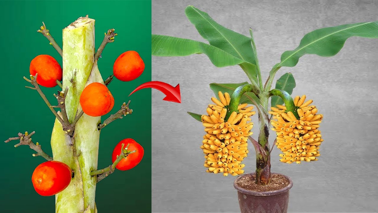Special banana propagation techniques from banana stems that you should ...