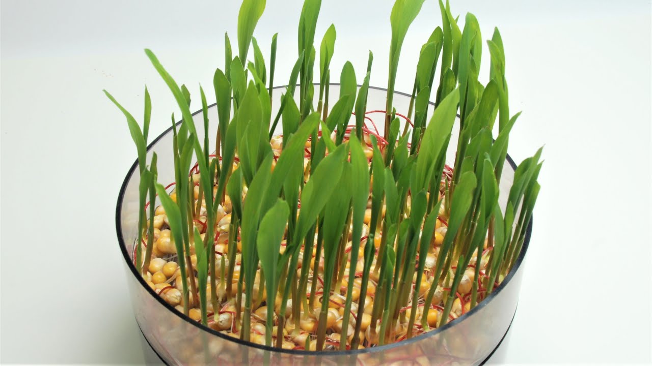 Popcorn seed to sprout timelapse - YouTube
