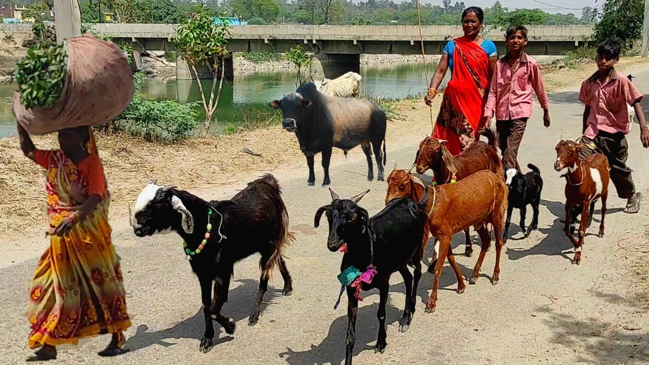 Uttar Pradesh || Primitive Lifestyle Village Life of india || Farmer ...