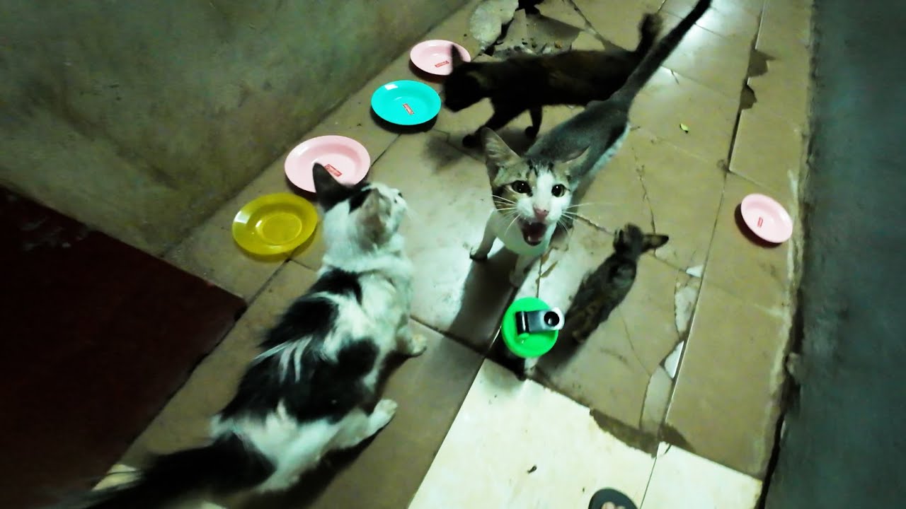 Happy stray cats feeding 7 - YouTube