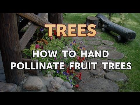 How to Hand Pollinate Fruit Trees - YouTube