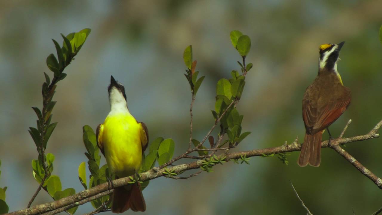 37 10 Great Kiskadee - YouTube