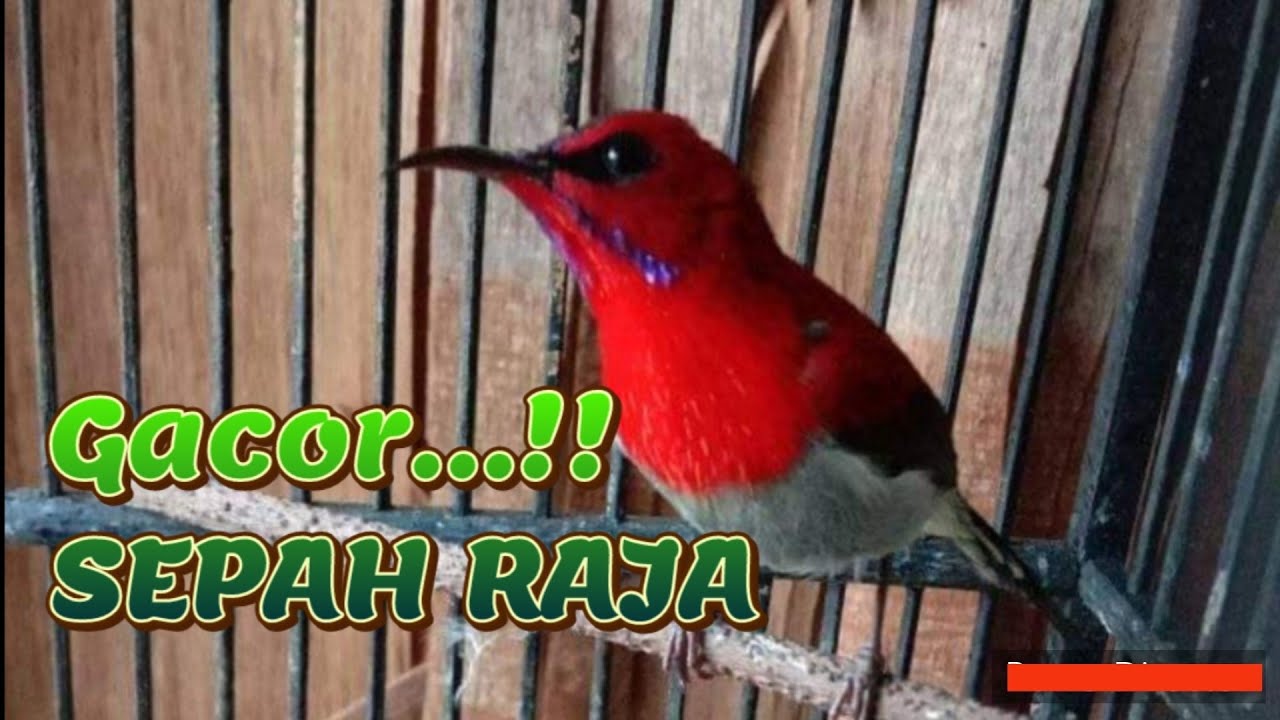 Suara Burung Sepah Raja Gacor - YouTube