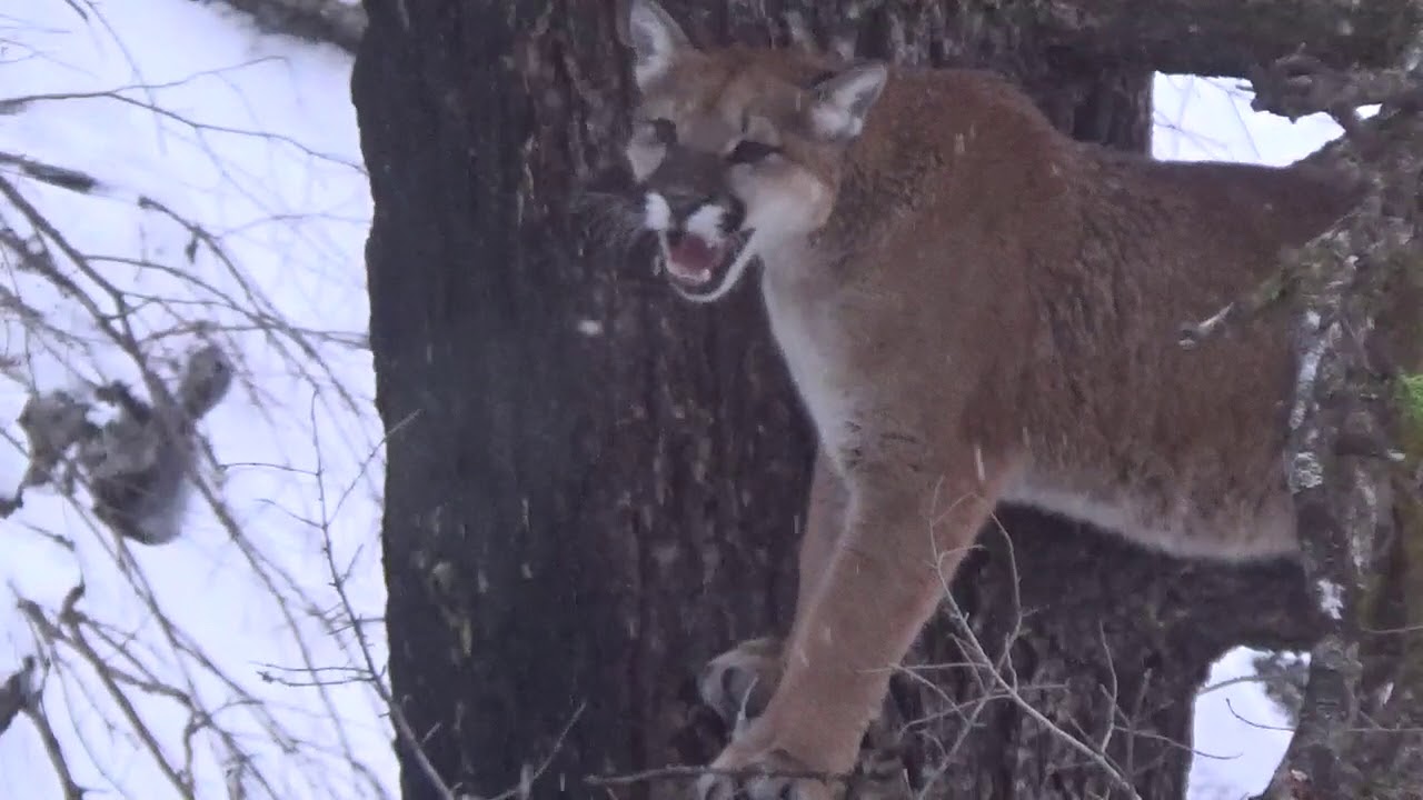 Archery Cat Hunt With hounds - YouTube